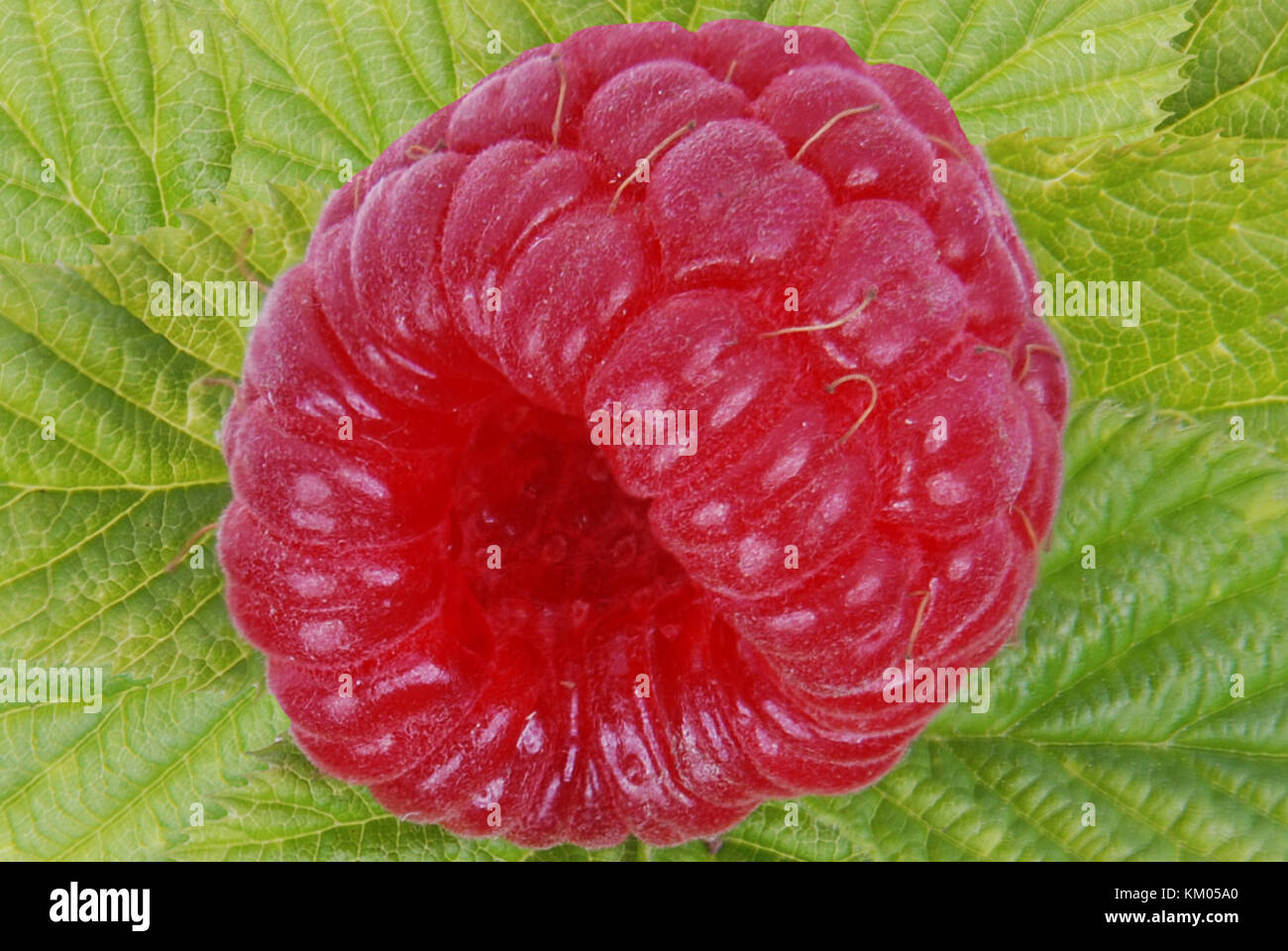 Raspberries; Object on white background Stock Photo - Alamy