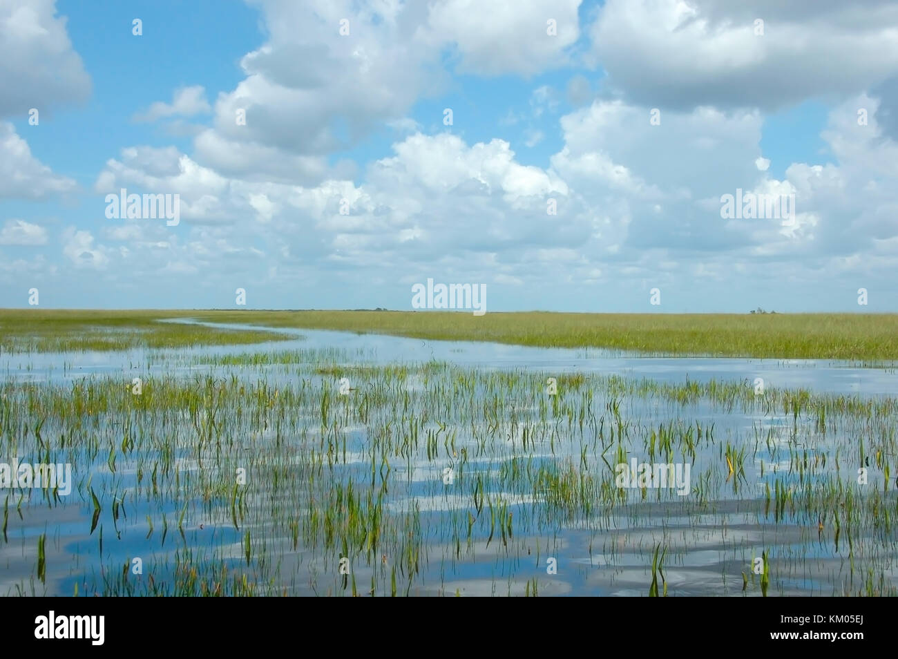 Wetlands with grasses and reflecting clouds Stock Photo - Alamy