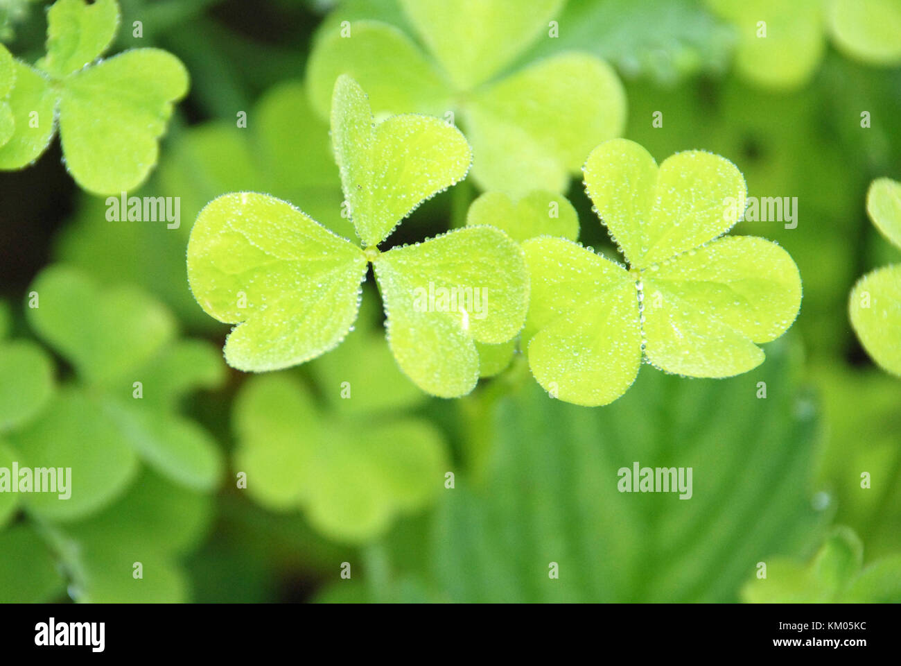 Image green clover white hi-res stock photography and images - Alamy