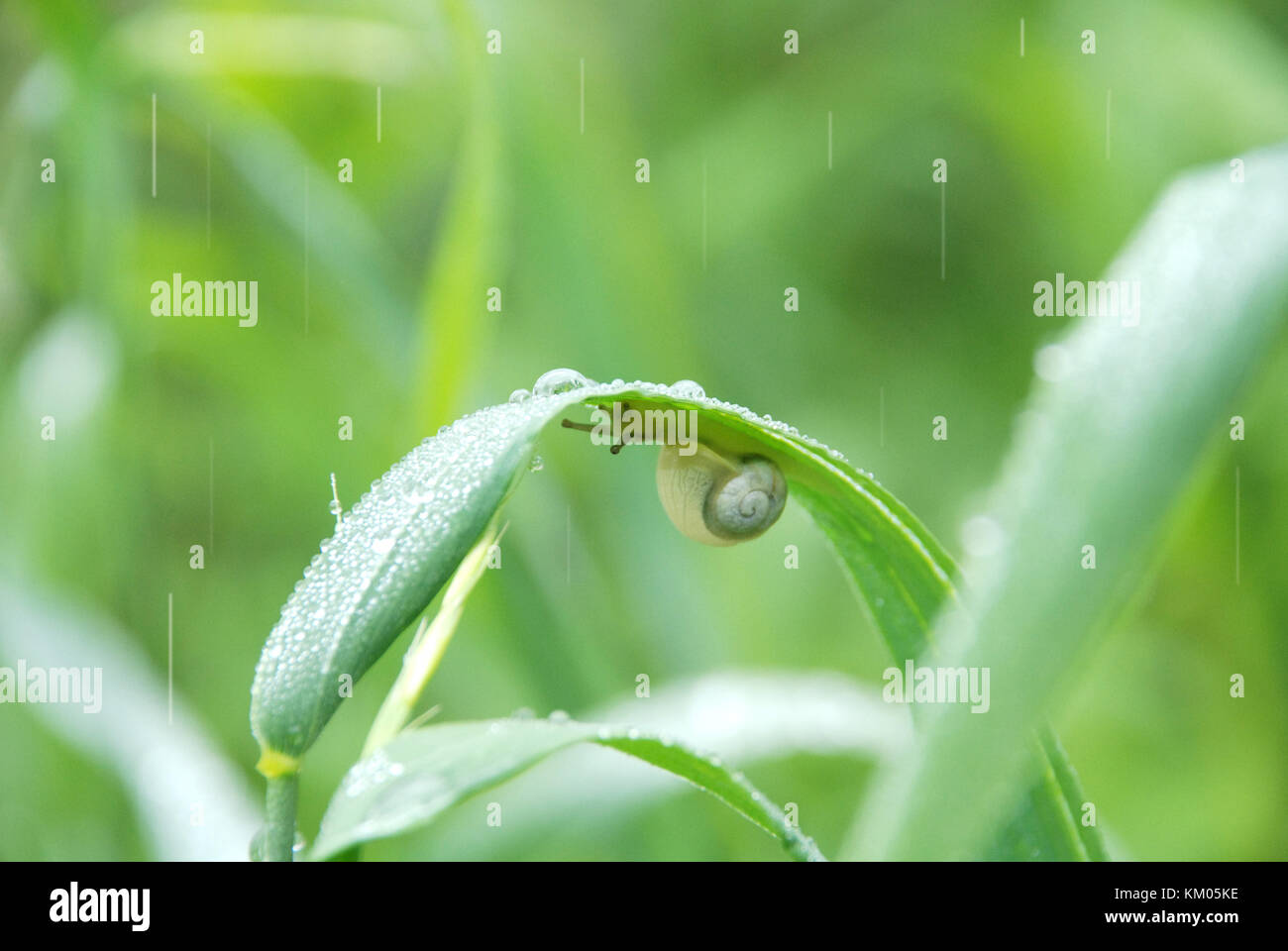 Creeping Snail during a rain Stock Photo - Alamy