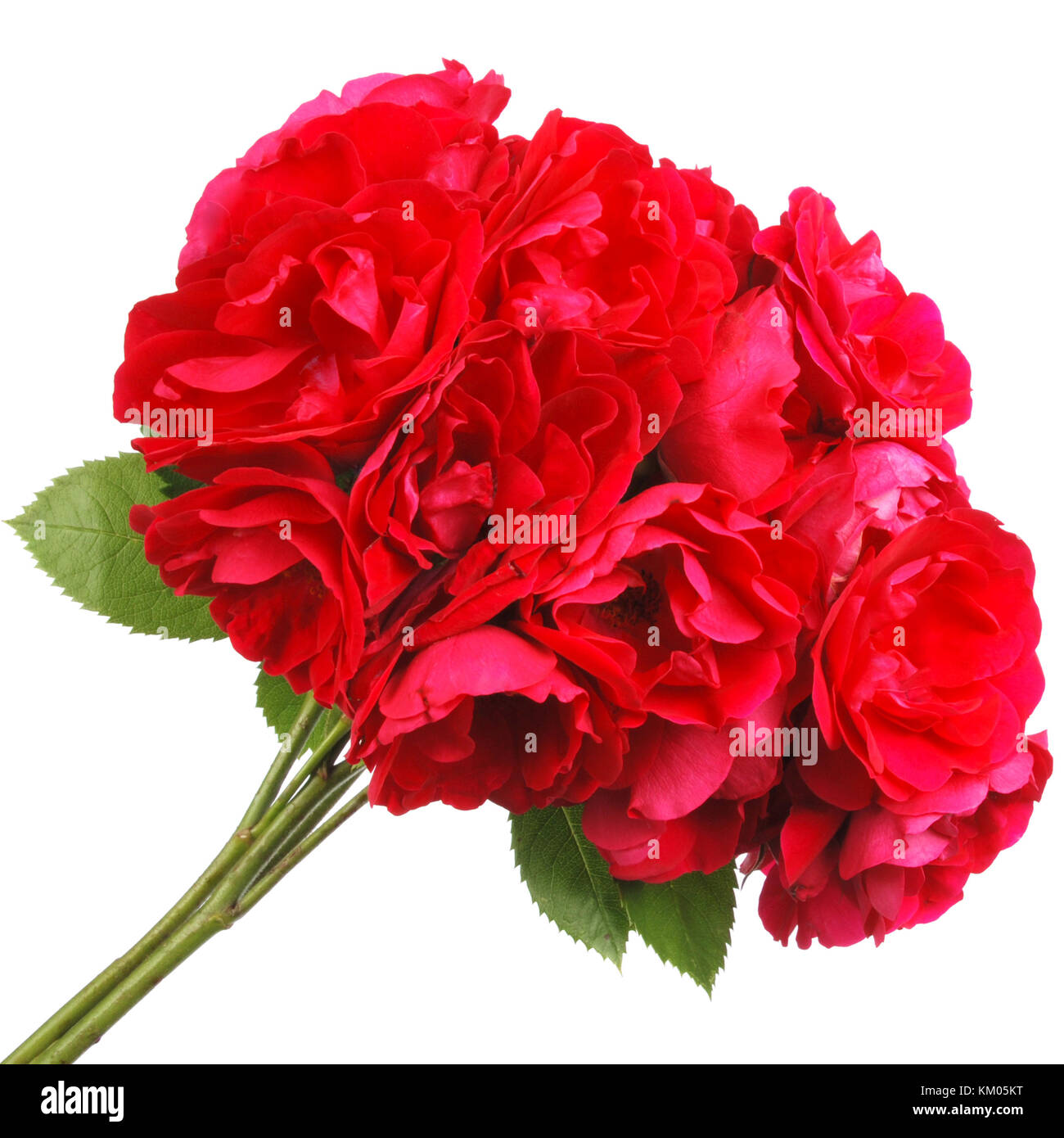 red roses isolated on white Stock Photo - Alamy