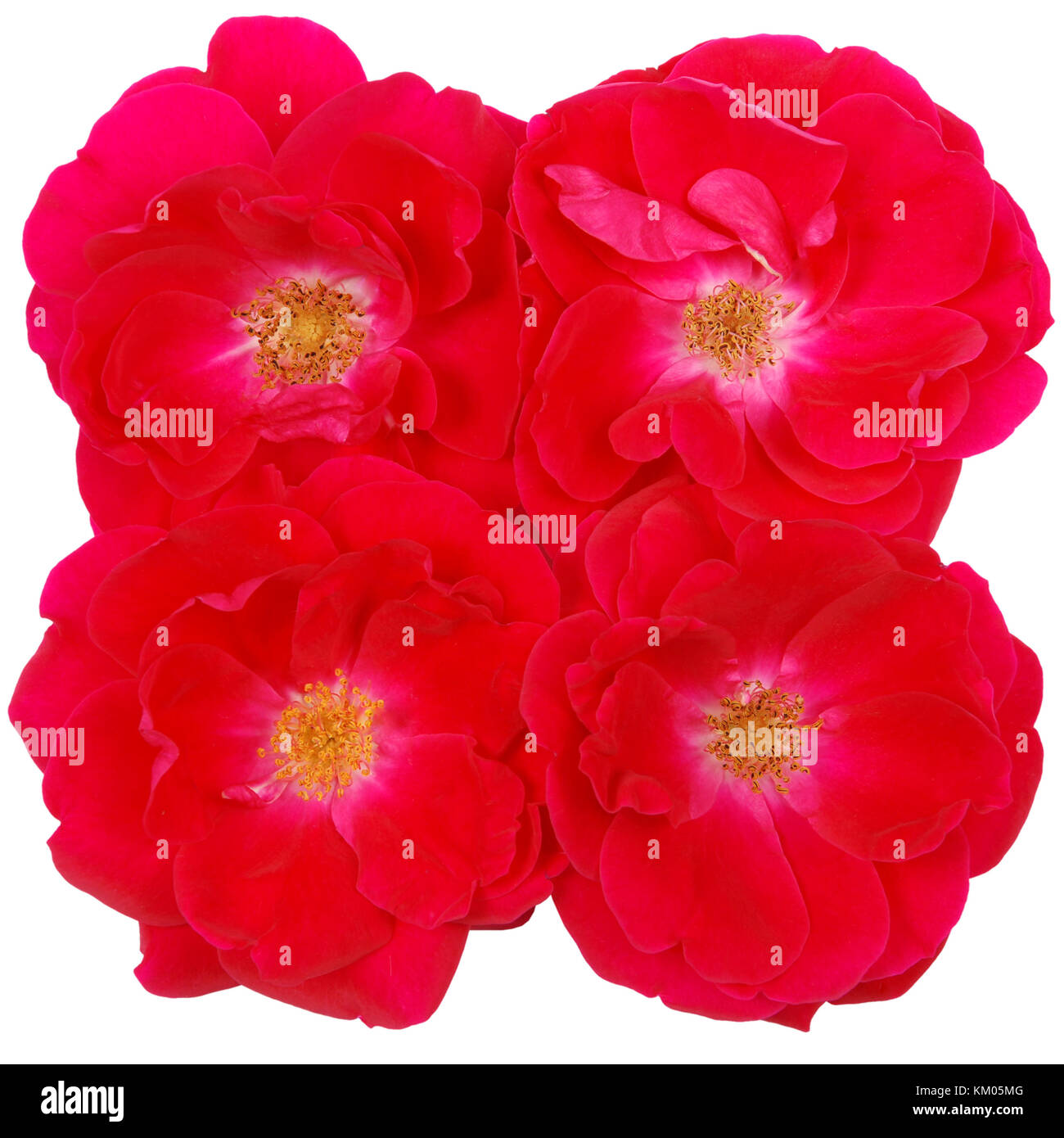 four rose on a white background Stock Photo - Alamy