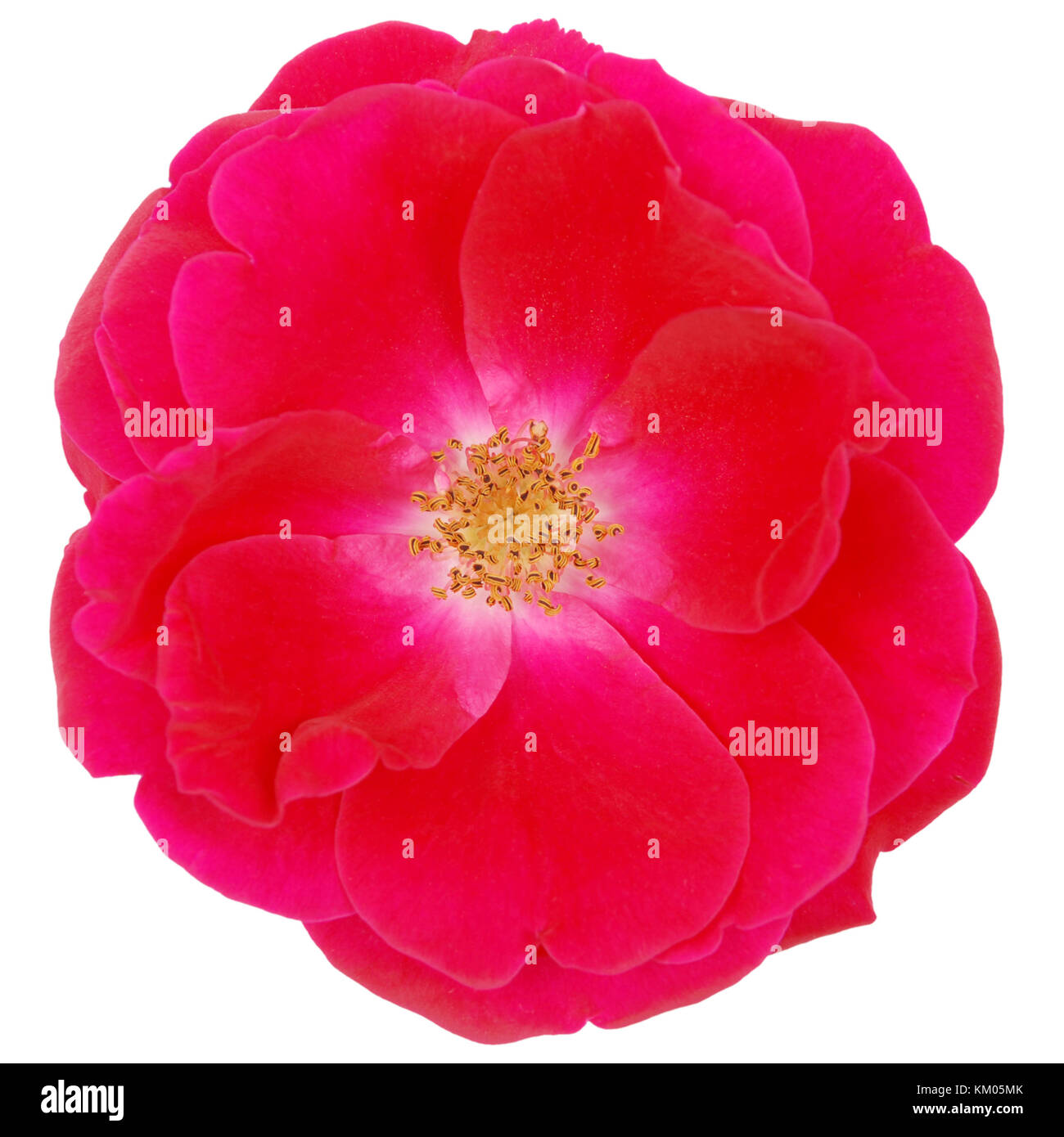 One rose on a white background Stock Photo - Alamy