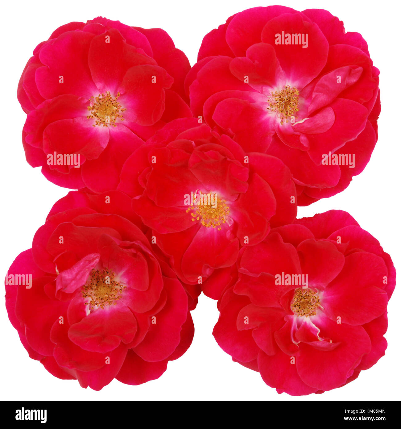 Five rose on a white background Stock Photo - Alamy