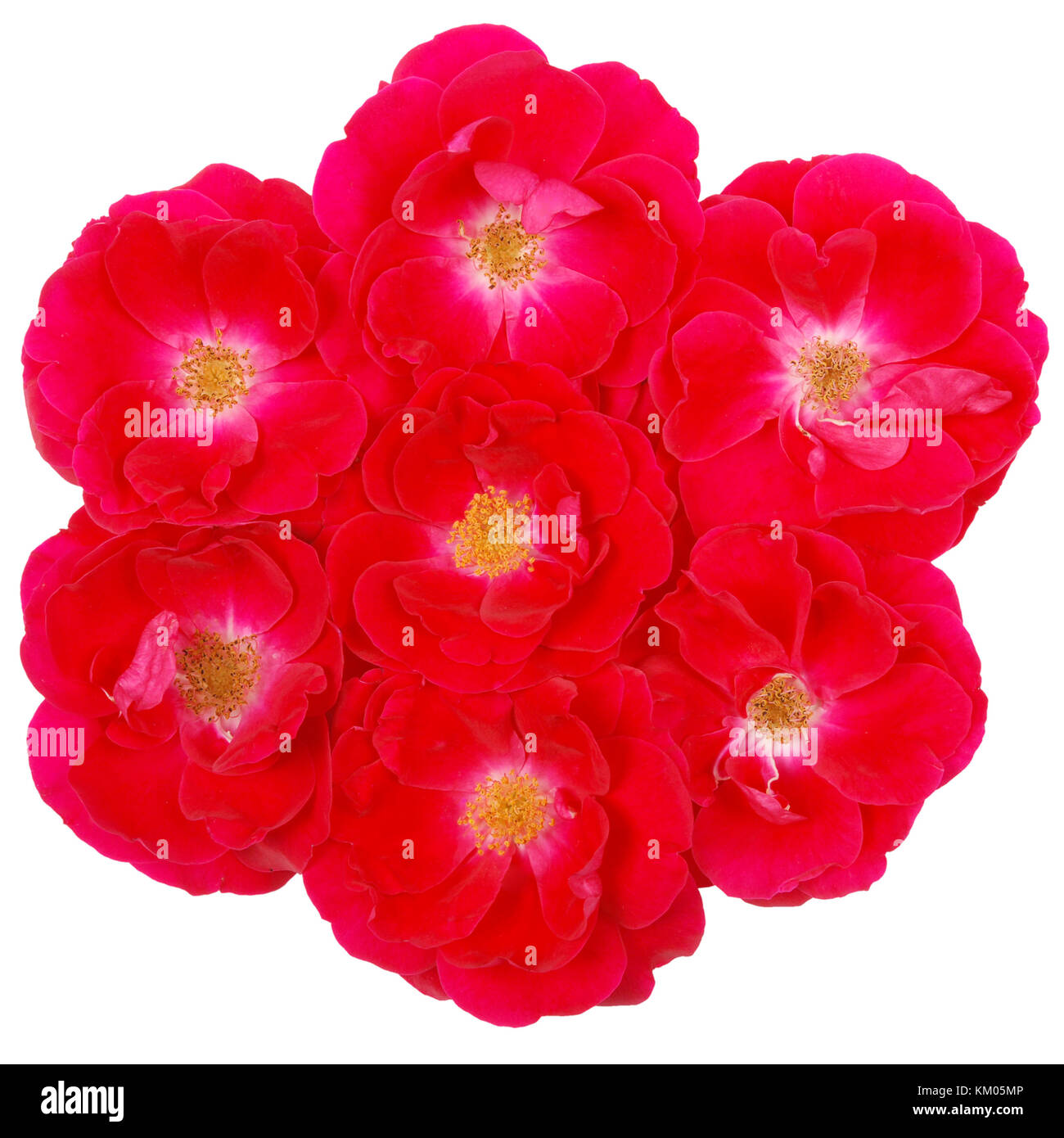 Seven rose on a white background Stock Photo - Alamy