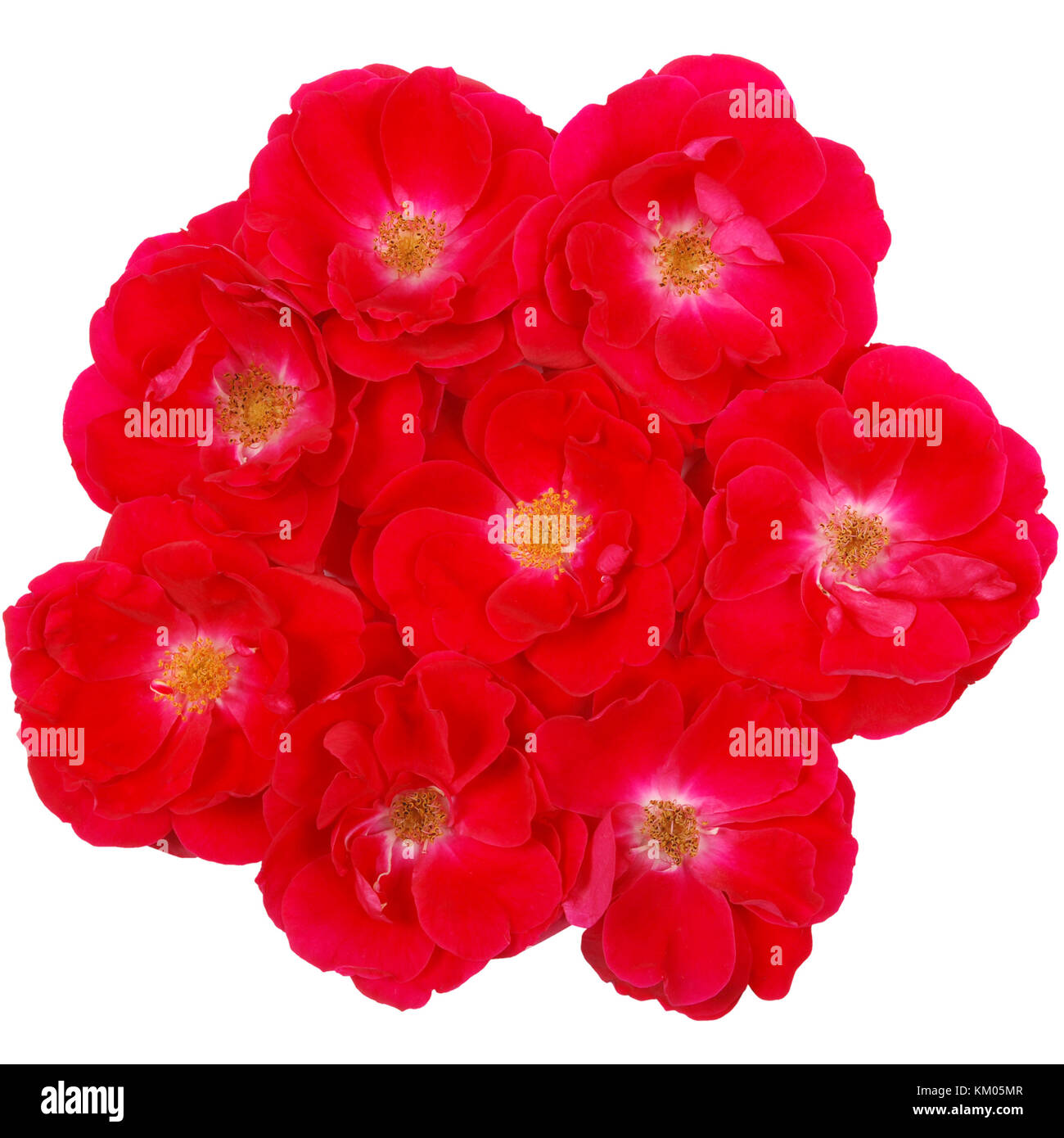 eight rose on a white background Stock Photo - Alamy