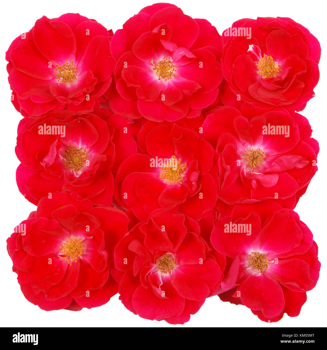nine rose on a white background Stock Photo - Alamy