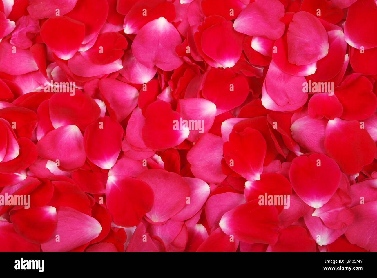 red rose petals background Stock Photo - Alamy