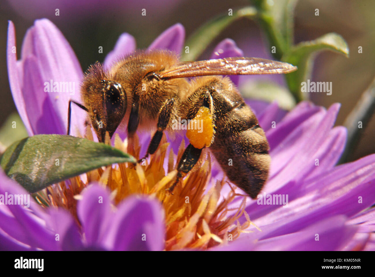 Bee on blue chrysanthemum with pollen on tarsus Stock Photo - Alamy