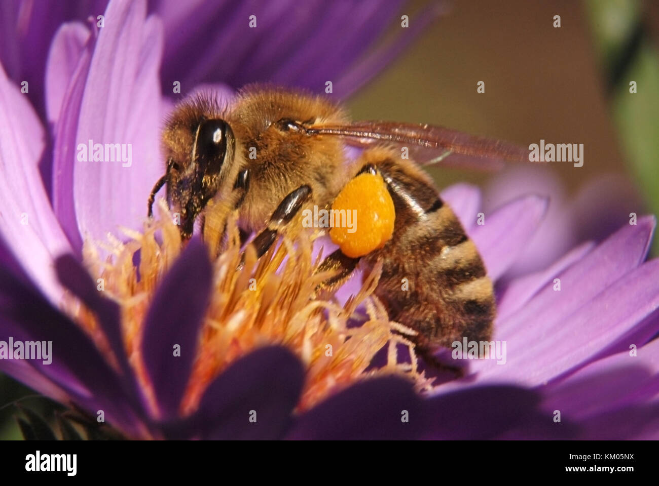 Bee on blue chrysanthemum with pollen on tarsus Stock Photo - Alamy