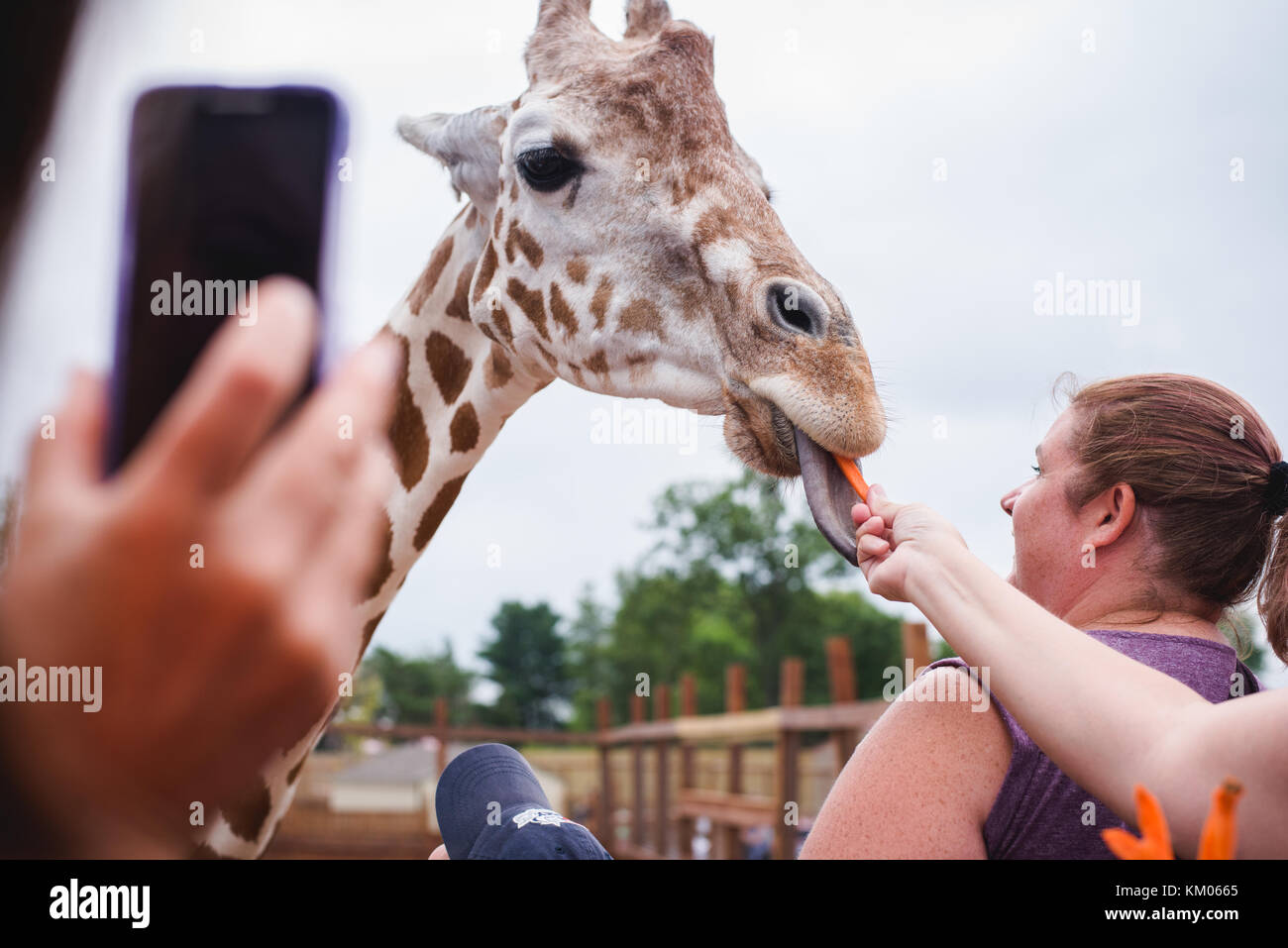 April the giraffe animal adventure park hi-res stock photography and ...