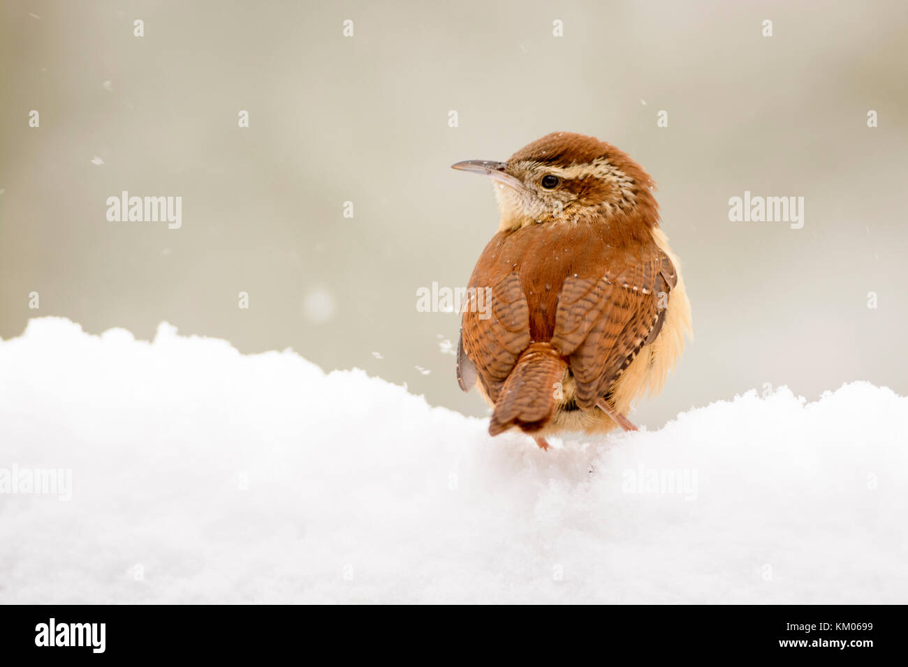 Carolina Wren (Thryothorus ludovicianus Stock Photo - Alamy