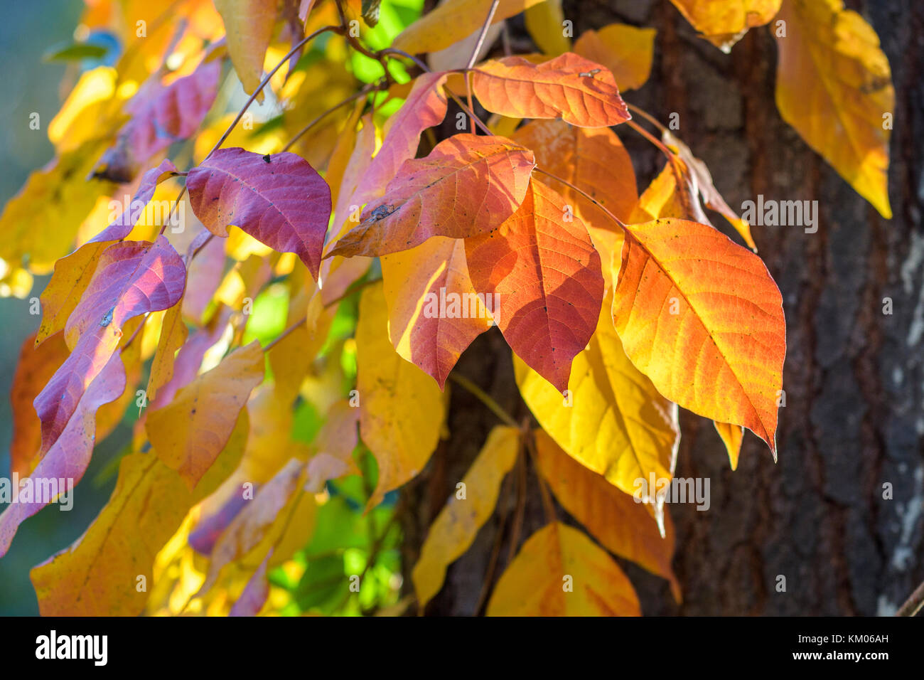 Posion ivy leaves changing colors in autumn Stock Photo - Alamy