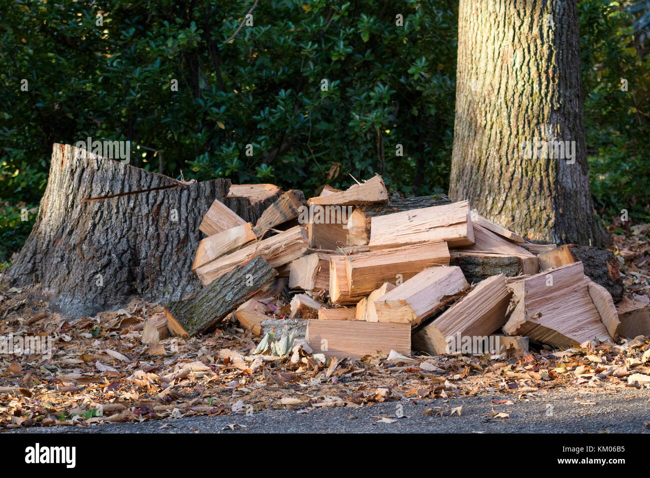 Split oak wood from a recently cut tree Stock Photo - Alamy