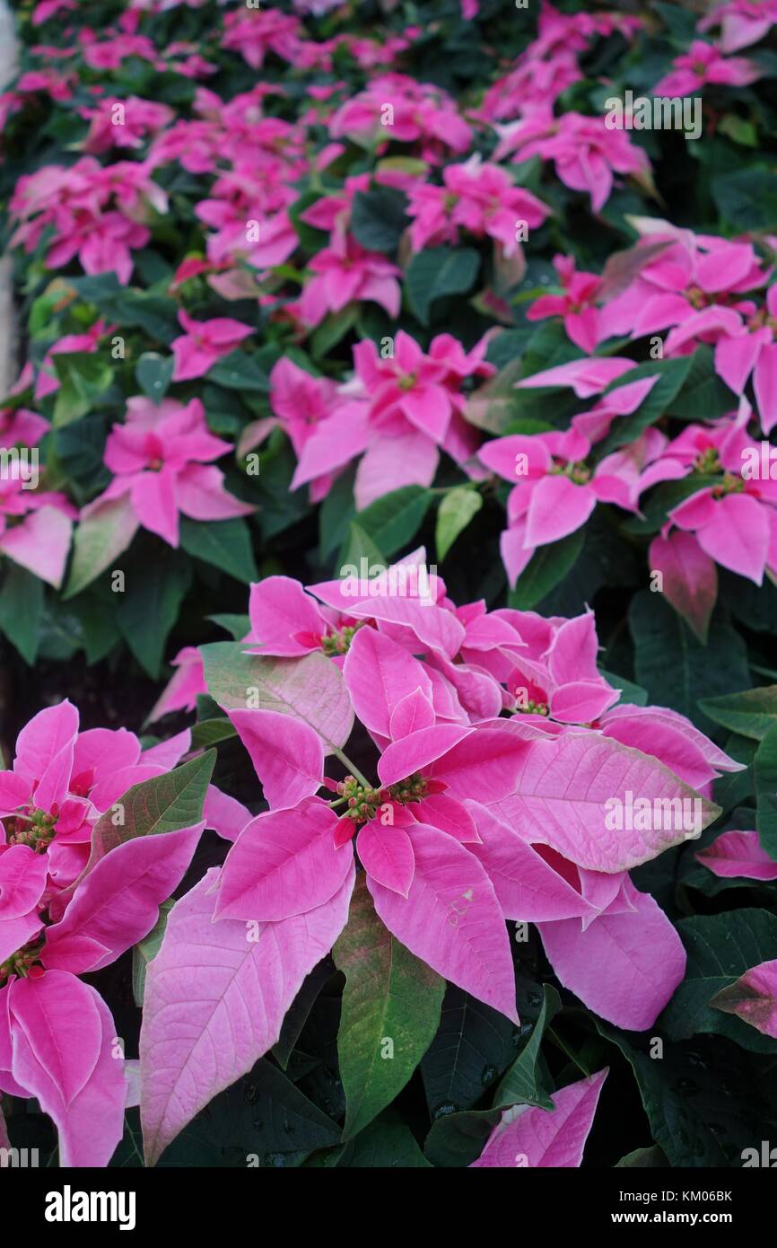Princettia poinsettia hi-res stock photography and images - Alamy