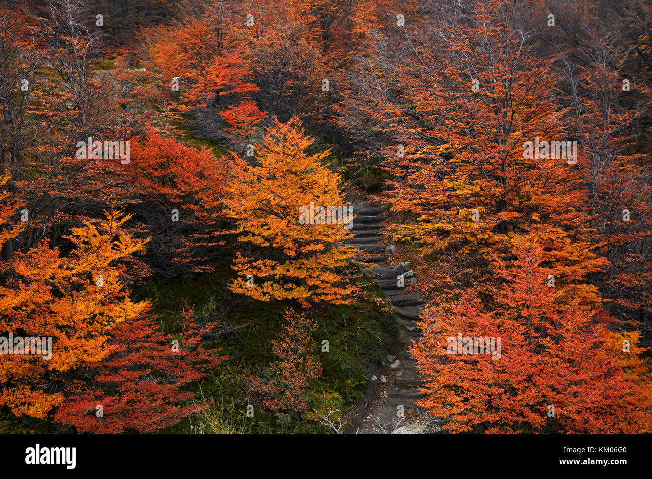 Lenga forest on track to Laguna de los Tres, Parque Nacional Los ...