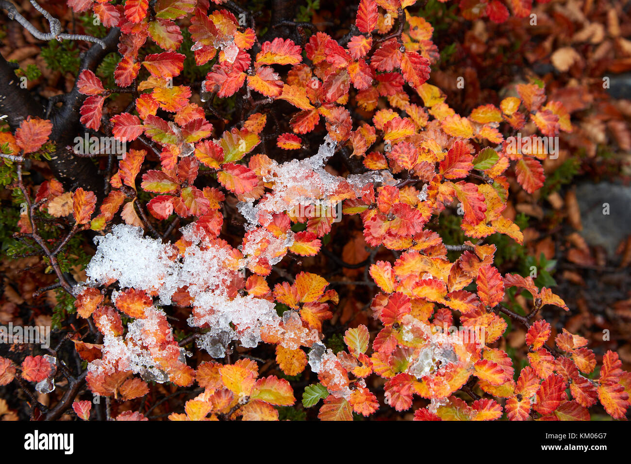 Lenga tree hi-res stock photography and images - Alamy