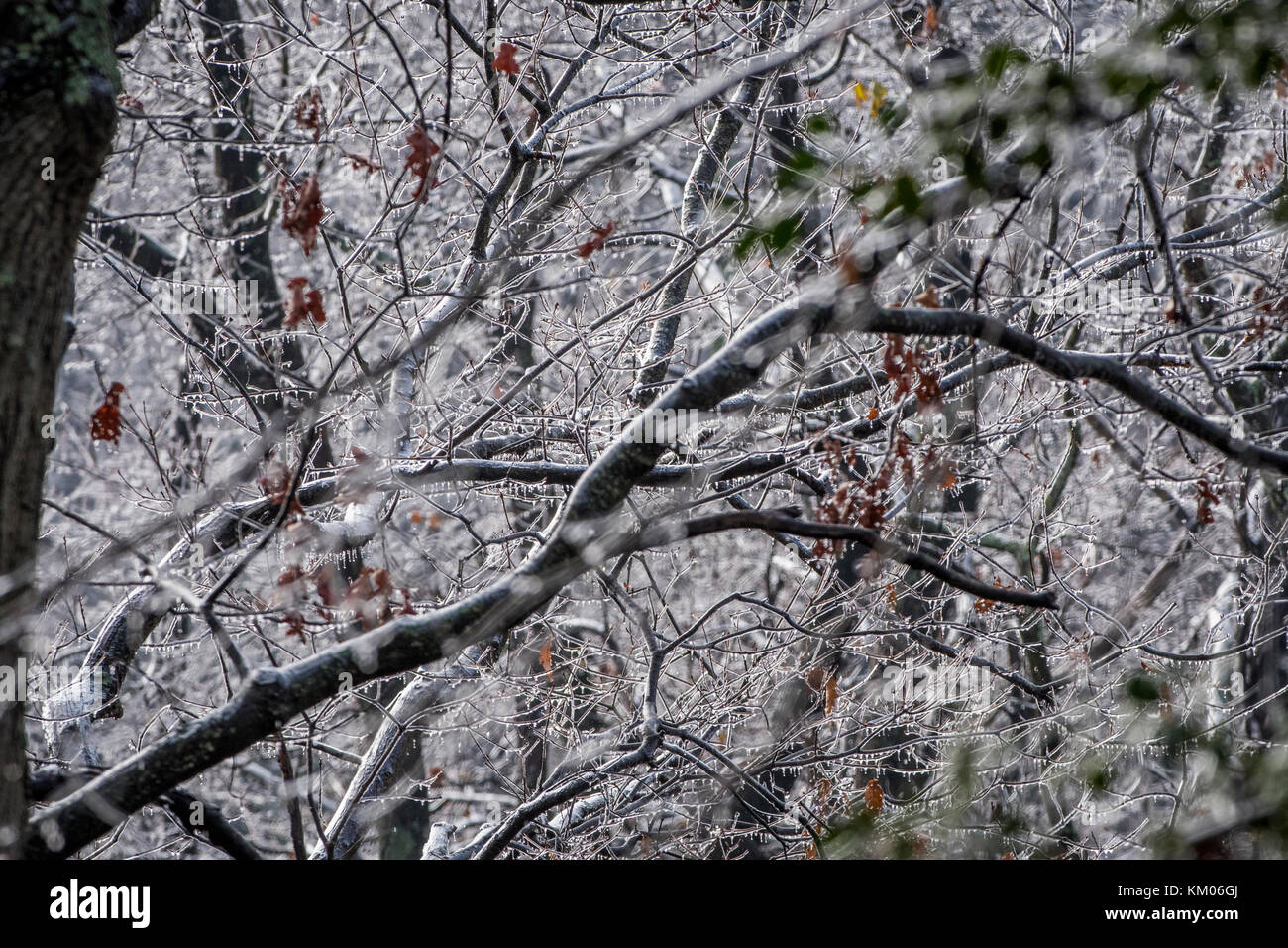 Ice covered trees after a winter storm Stock Photo - Alamy