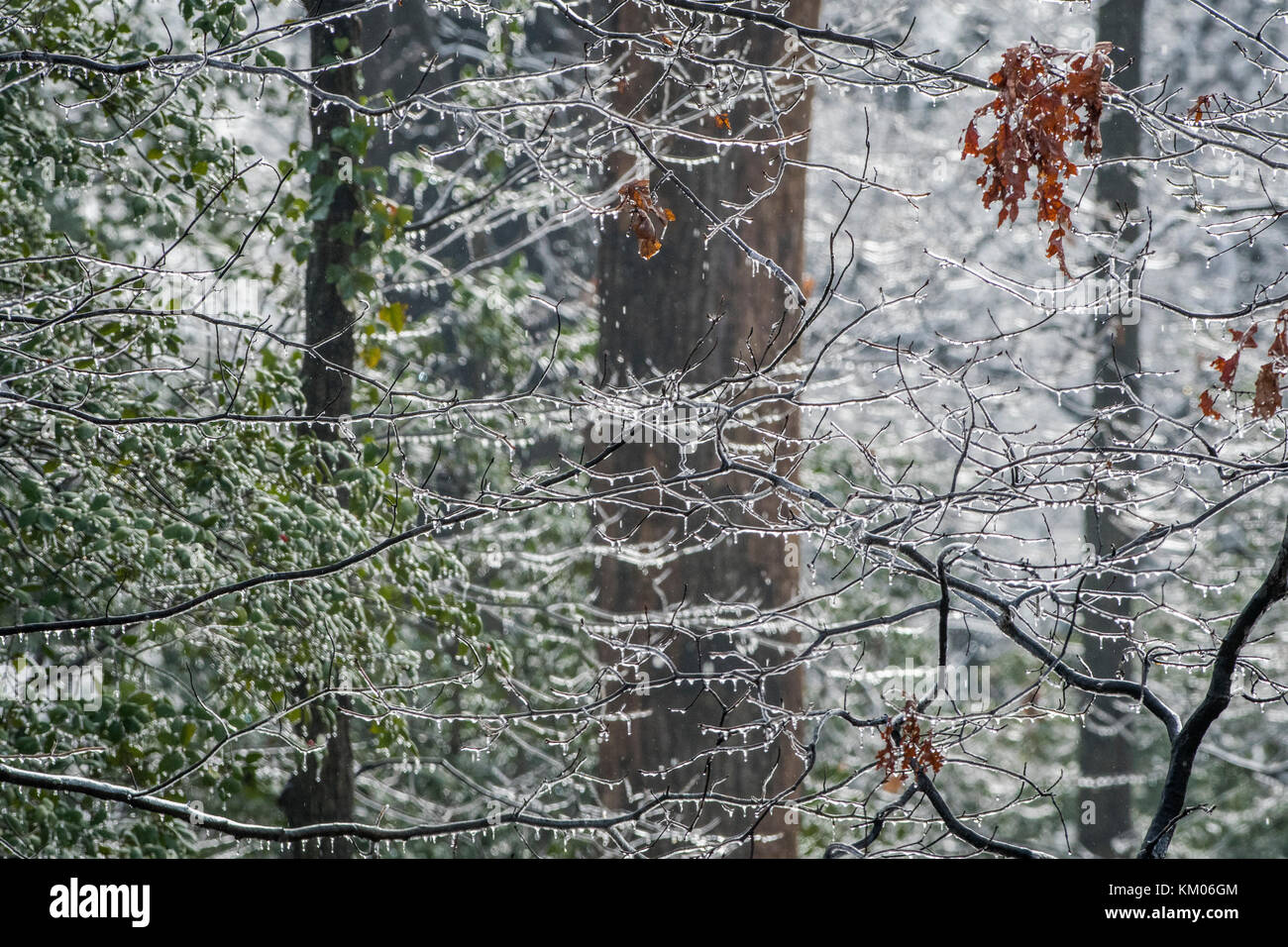 Ice covered trees after a winter storm Stock Photo - Alamy