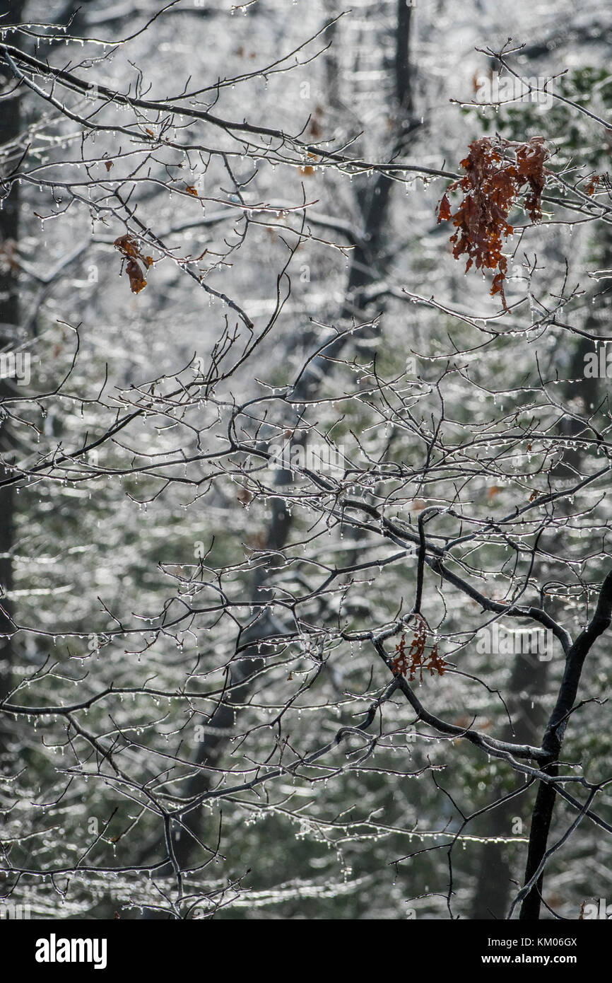 Ice covered trees after a winter storm Stock Photo - Alamy
