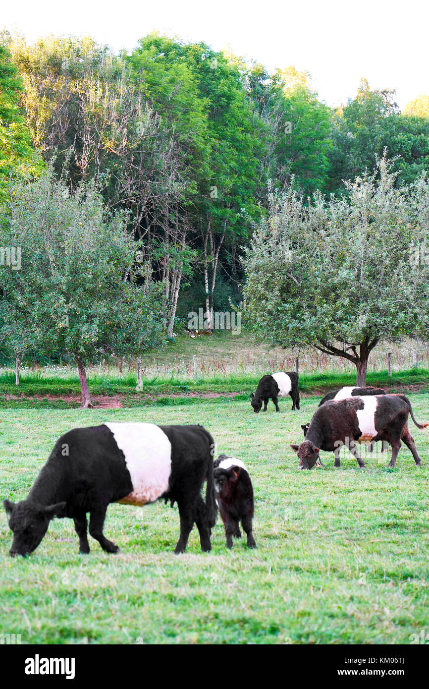 Domestic cattle galloway cows calf hi-res stock photography and images ...
