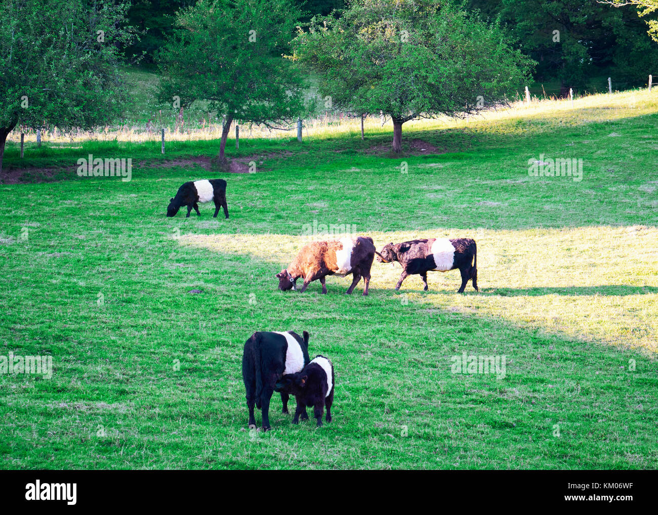 Belted Galloway cows and a calf in a pasture standing and eating grass ...