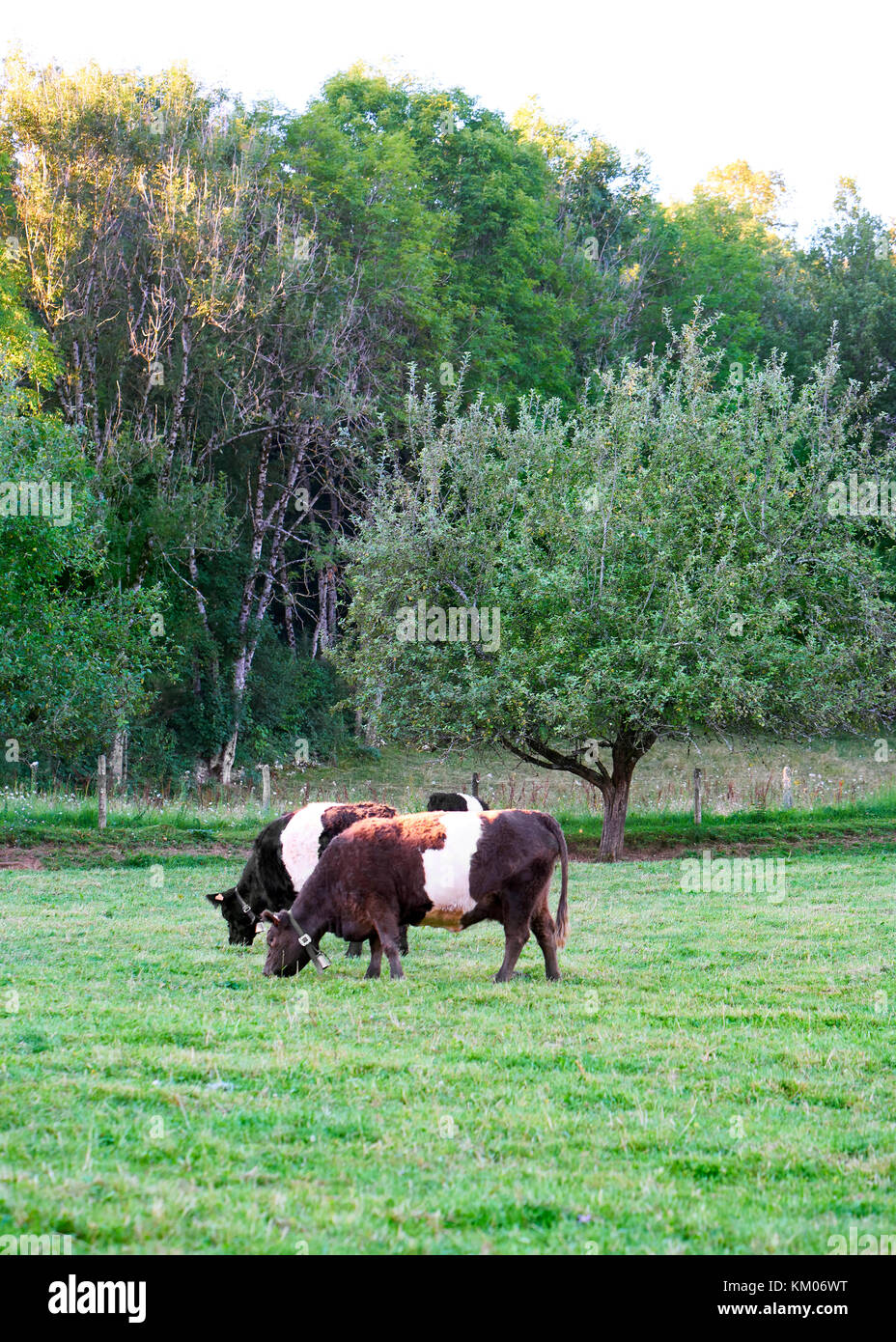 Belted galloway eating hi-res stock photography and images - Alamy
