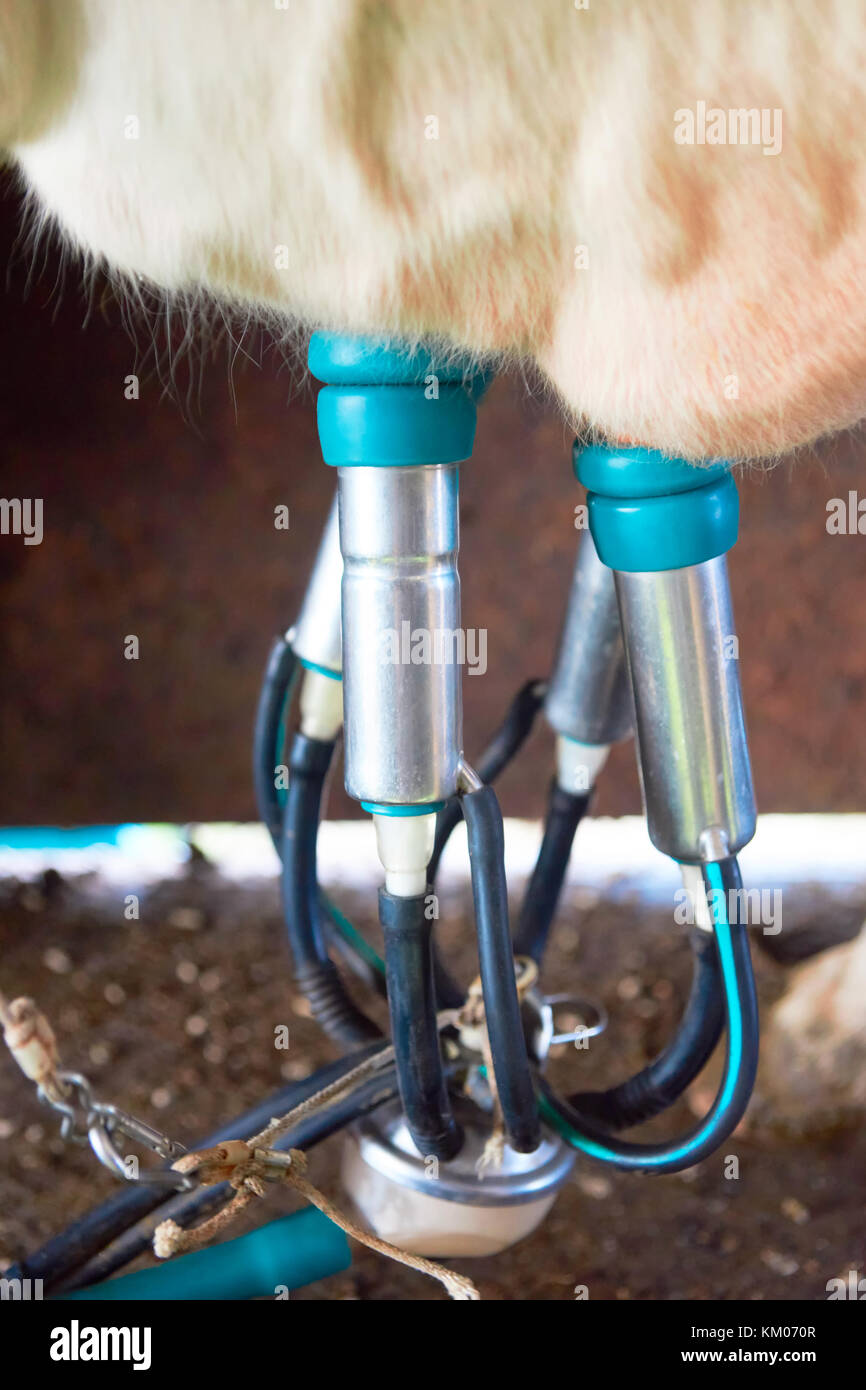 Milking pipeline hi-res stock photography and images - Alamy