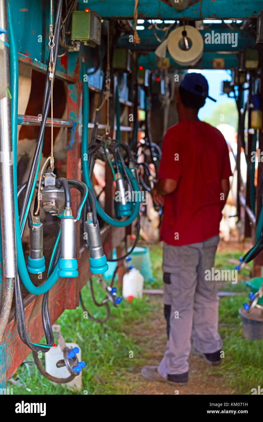 Milkman while milking operation with cows utter and pipelines, Franche ...