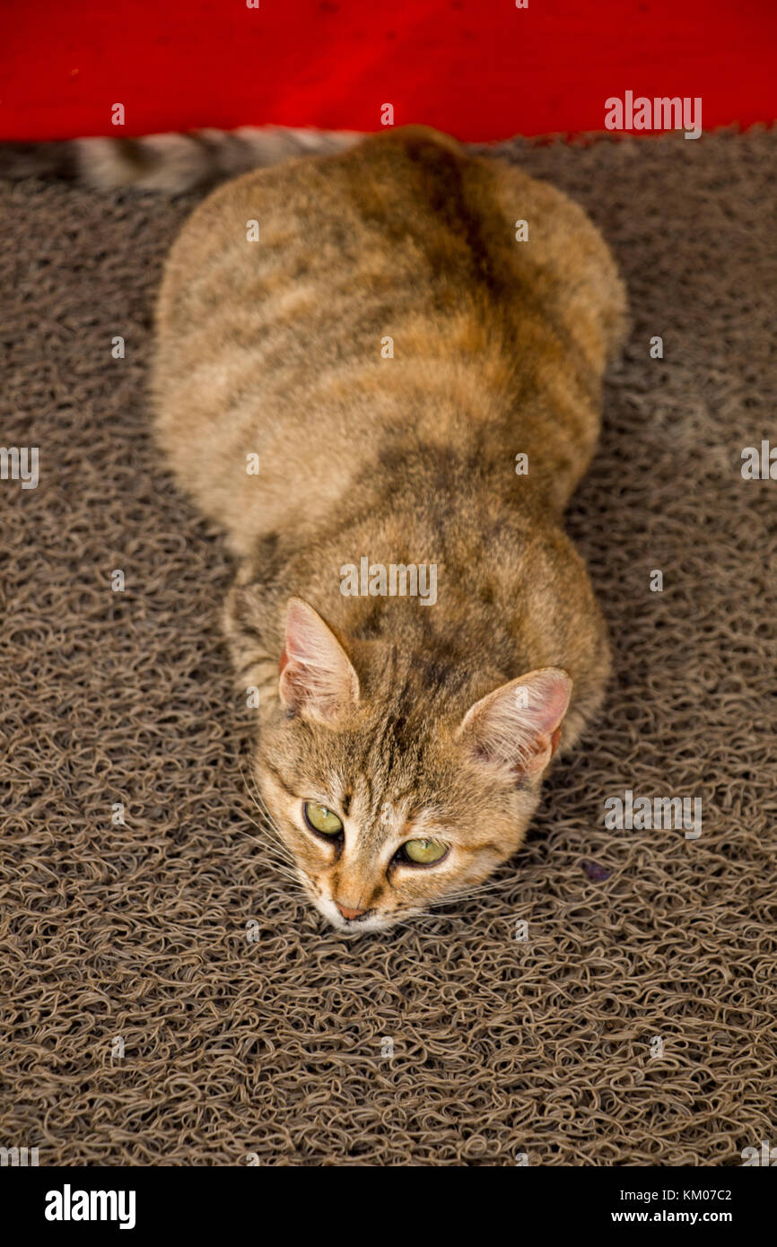Stray cat seen in the street of the city Stock Photo - Alamy