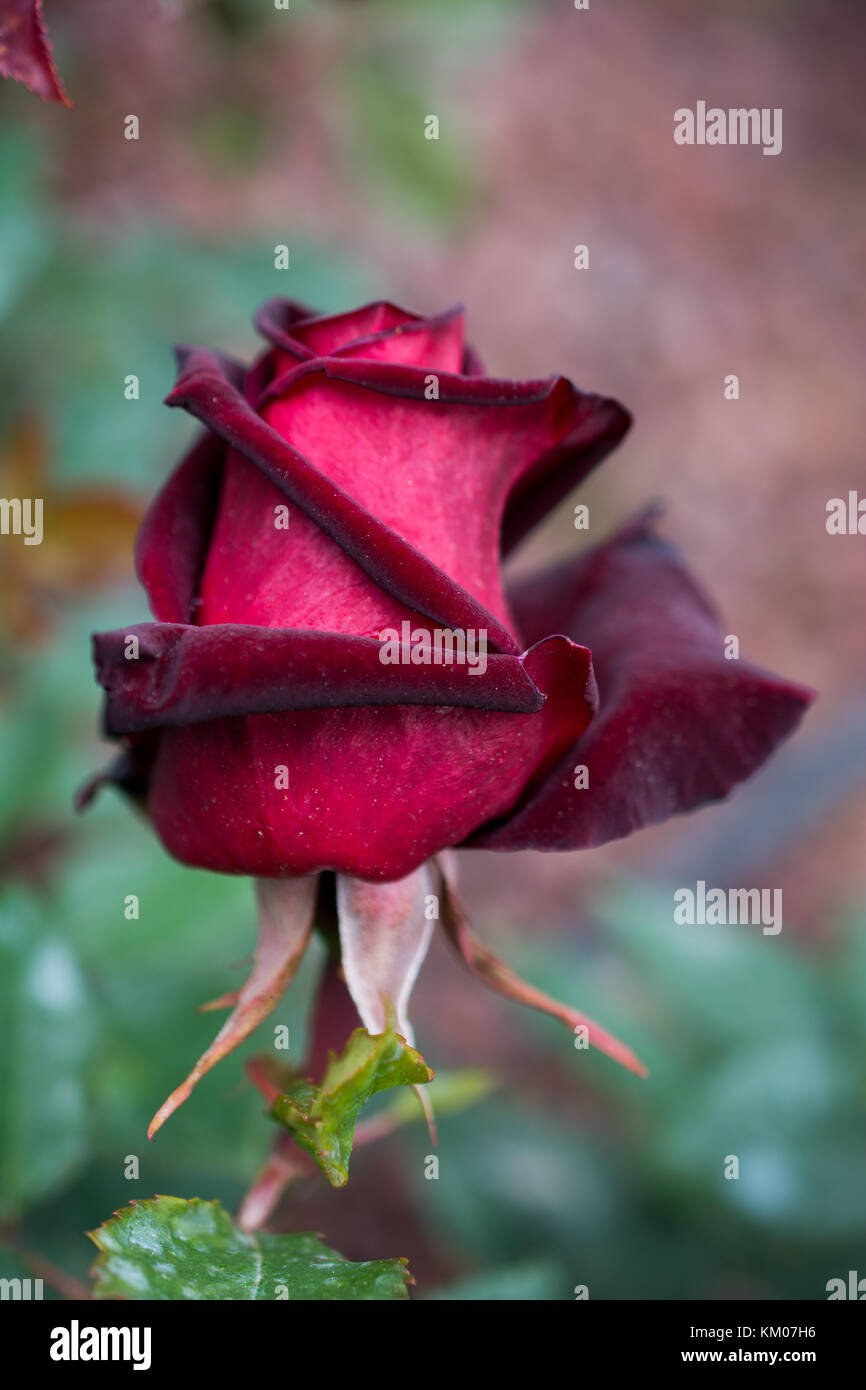 Beautiful colorful Rose Flower on garden background Stock Photo - Alamy