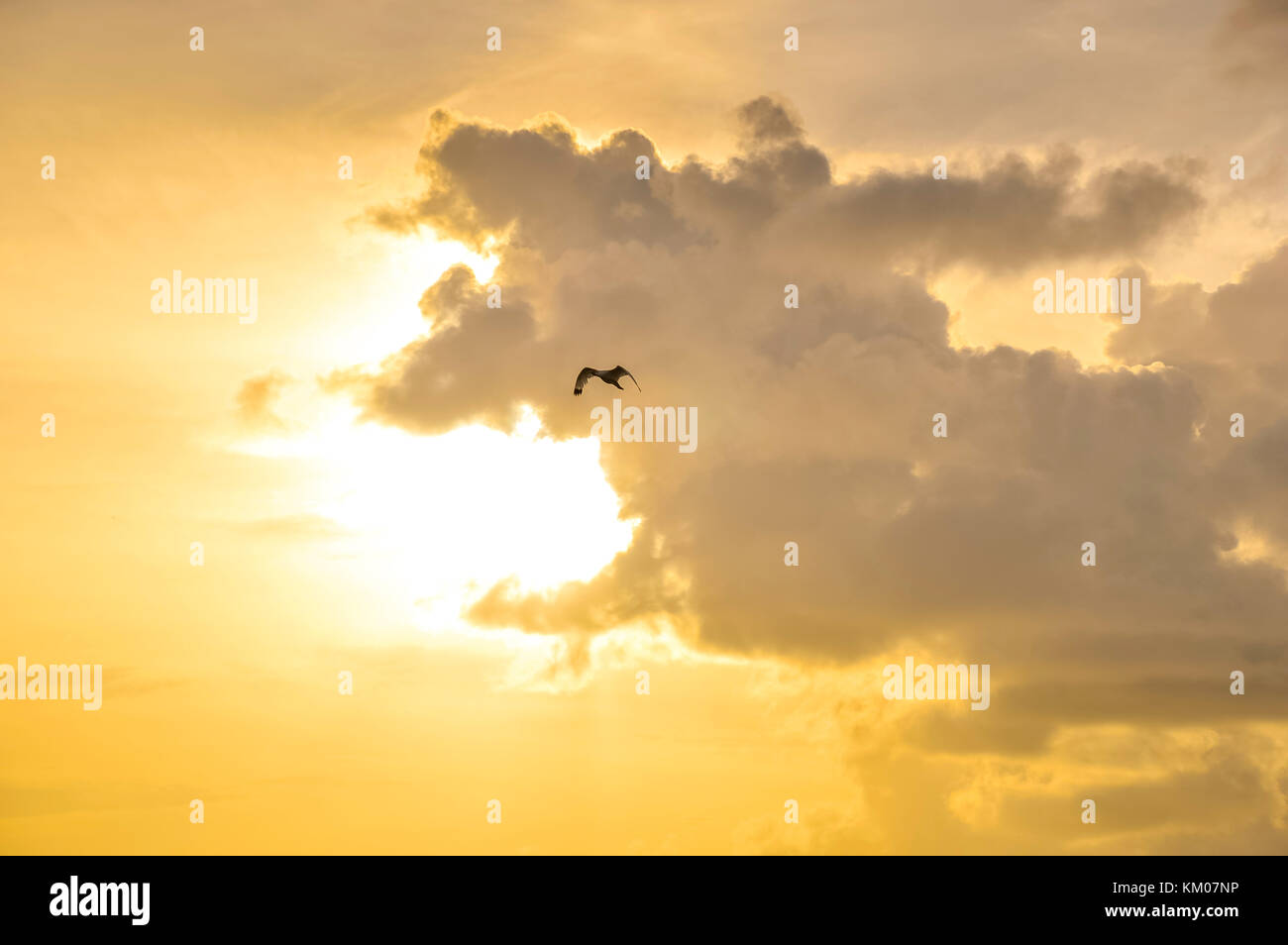 Tropical sea birds flying hi-res stock photography and images - Alamy