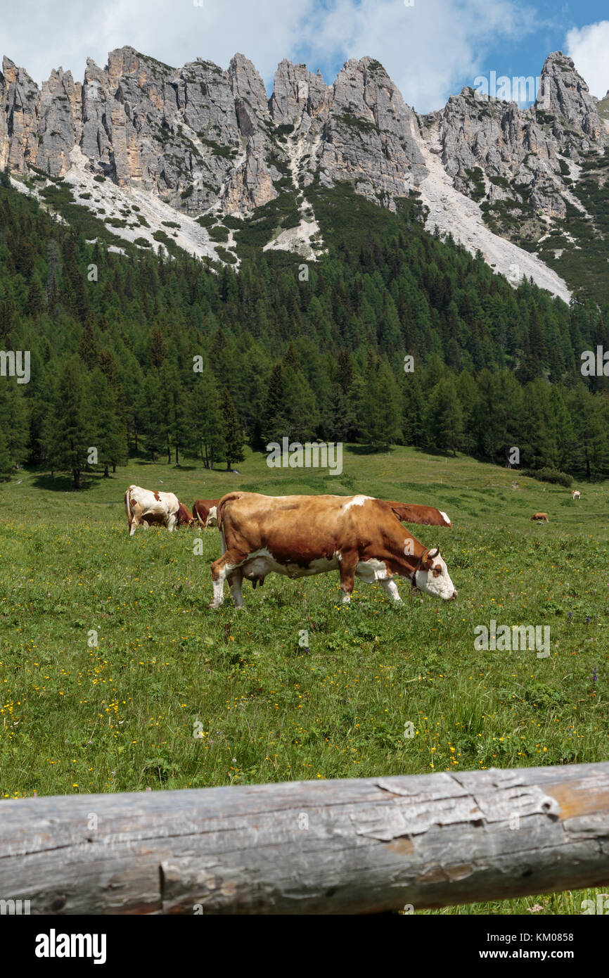 Italian brown cattle hi-res stock photography and images - Alamy