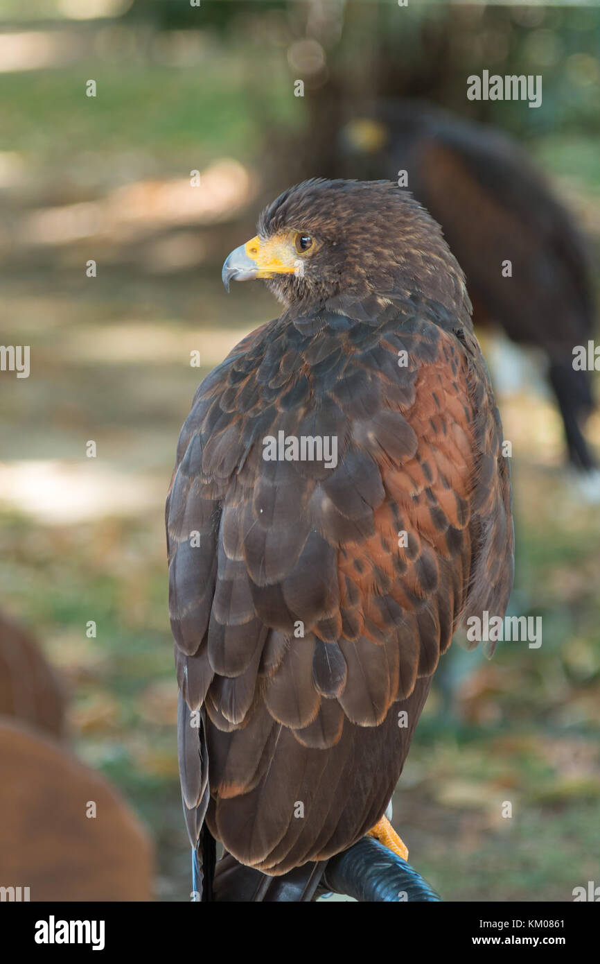 Brown Falcon: the fastest animals in the world Stock Photo - Alamy