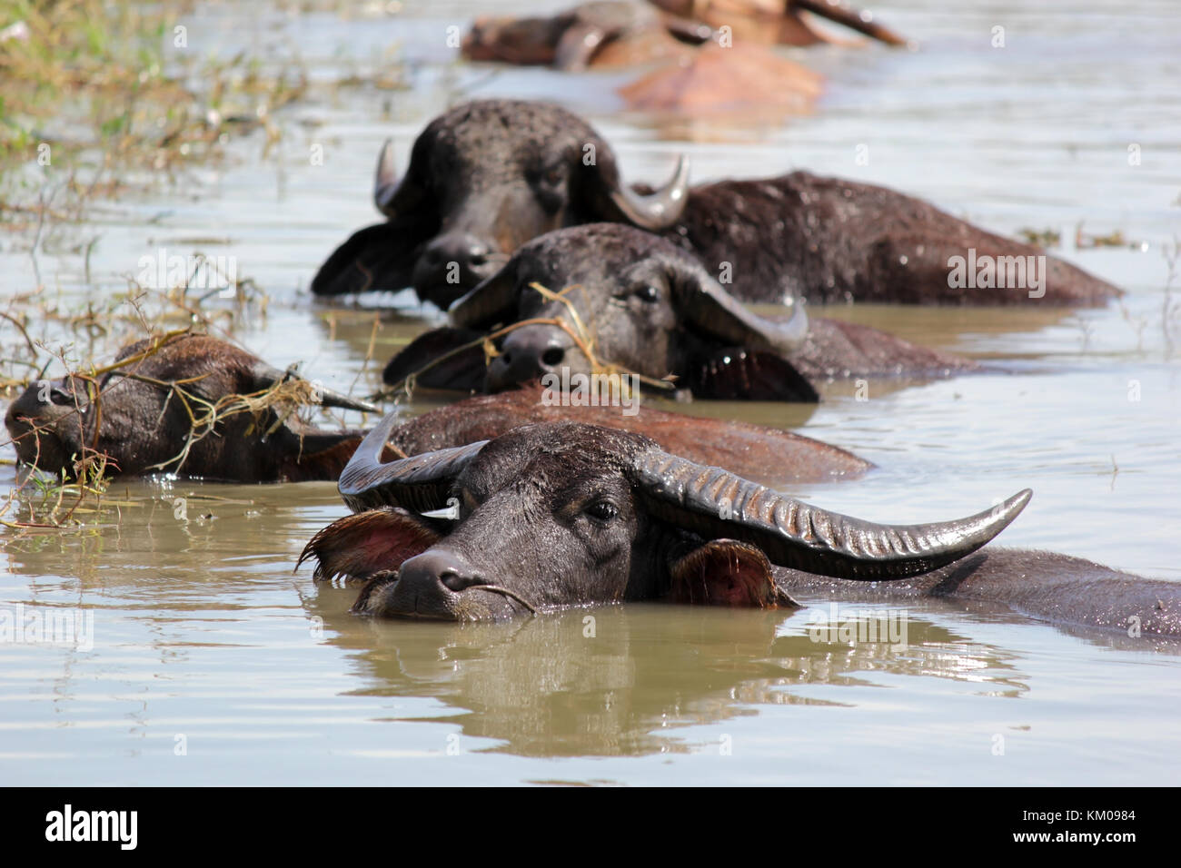 Pile asian water buffalo hi-res stock photography and images - Alamy