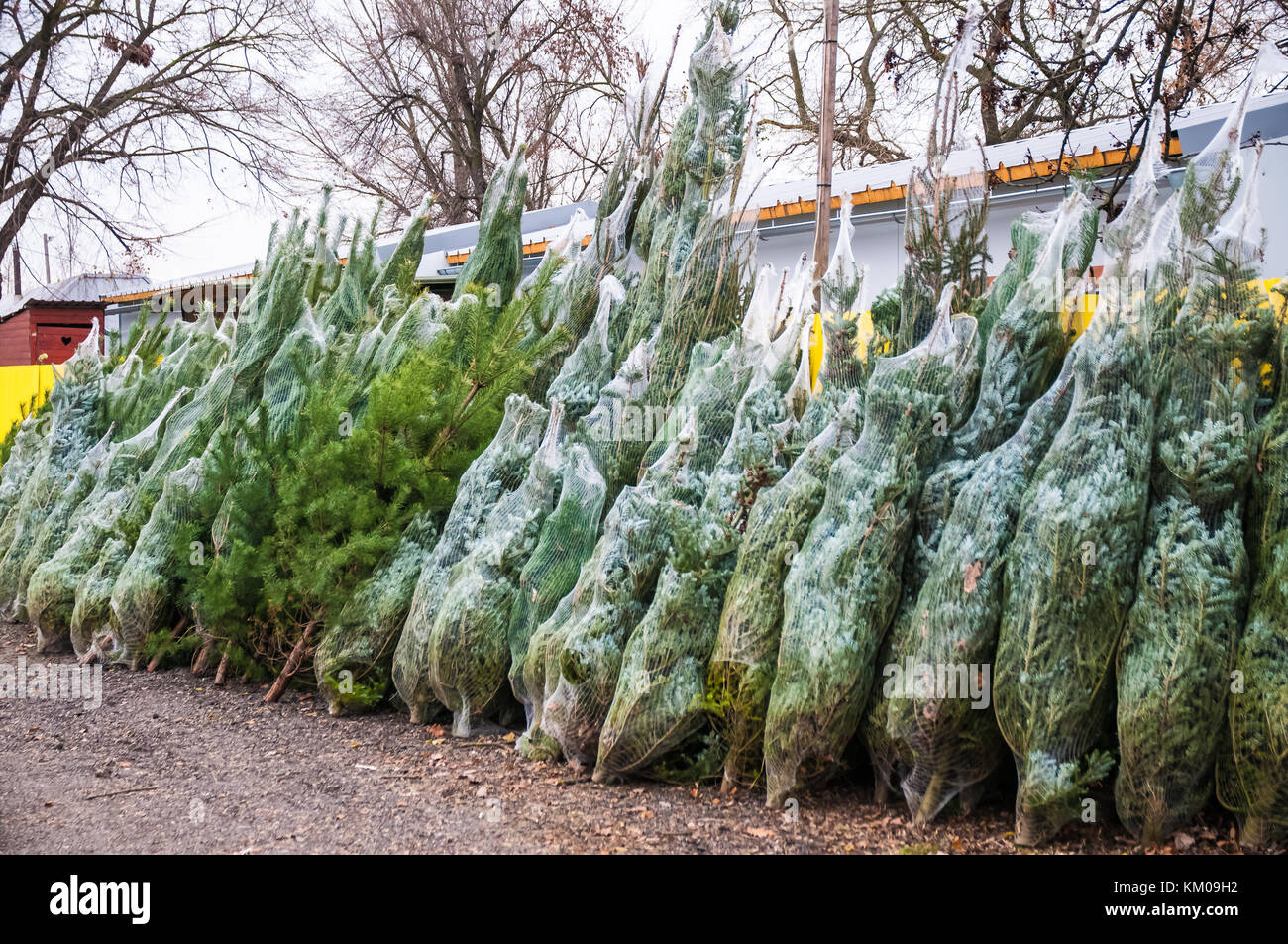 sales of traditional Christmas trees Stock Photo - Alamy