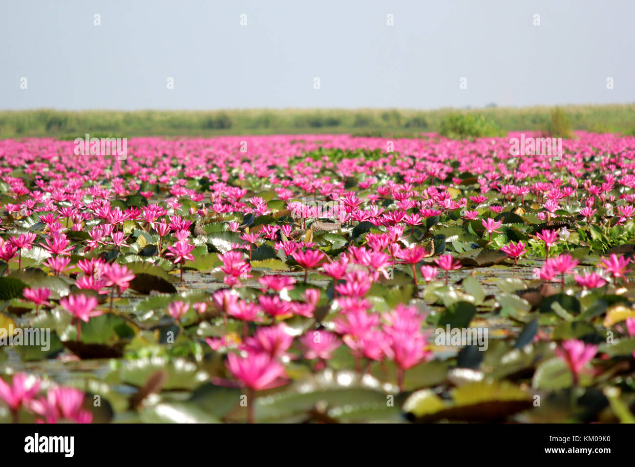 Beautiful red lotus hi-res stock photography and images - Alamy