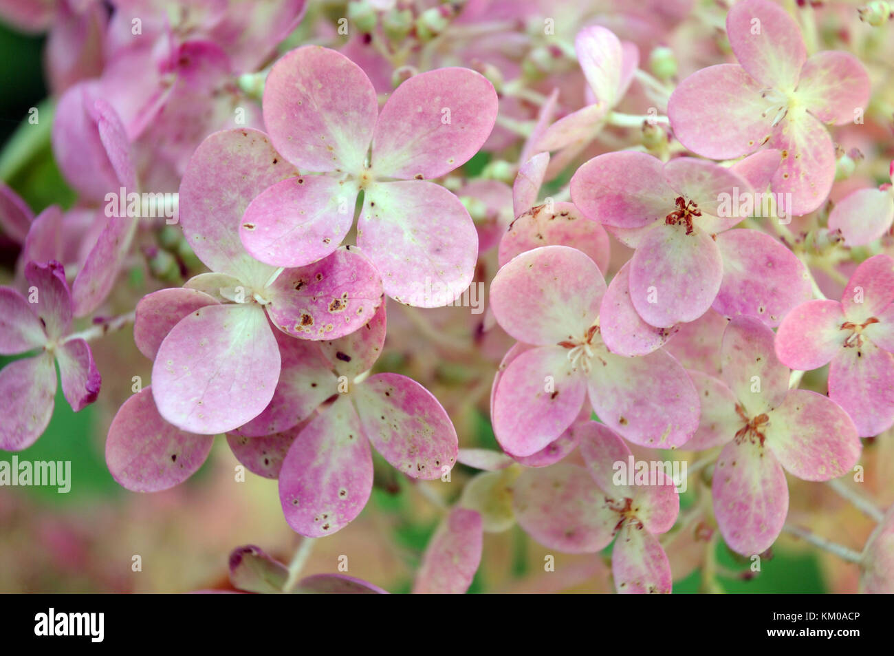 pink flowers of a panicled hydrangea Stock Photo - Alamy