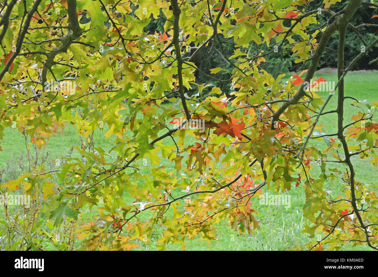 branches of a maple tree in autumn Stock Photo - Alamy