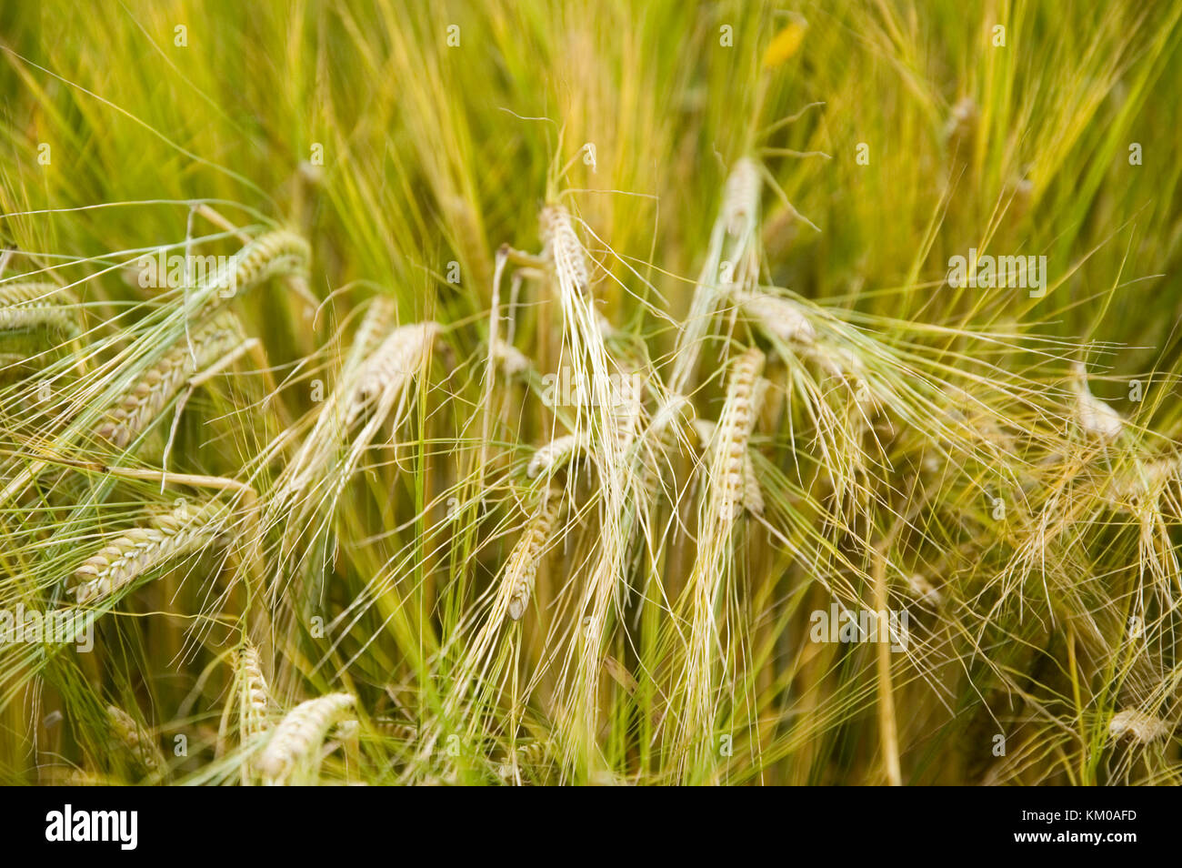 Six row barley hi-res stock photography and images - Alamy