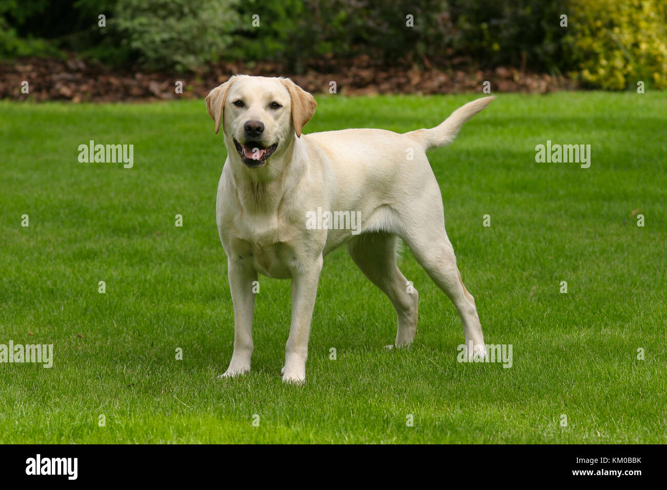 Typical labrador retriever in the summer garden Stock Photo - Alamy