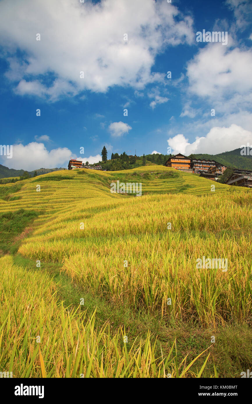 The Longsheng Rice Terraces(Dragon's Backbone) also known as Longji ...