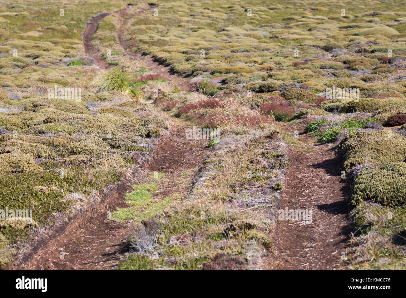 Path on Sea Lion Island Stock Photo - Alamy