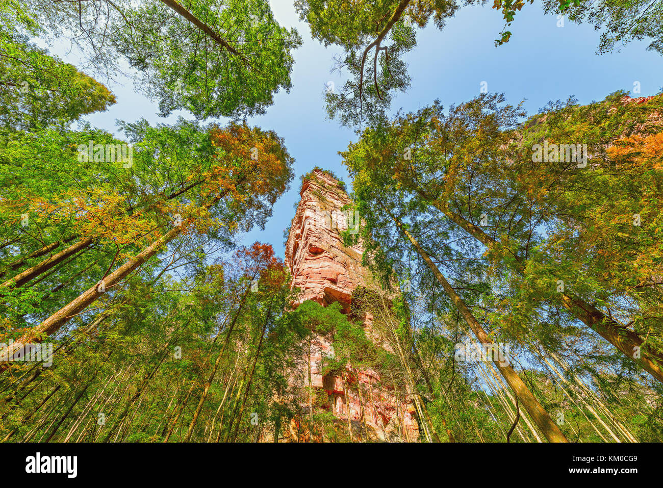 Tree crowns by the colorful cliffs in Zhangjiajie Forest Park. China ...