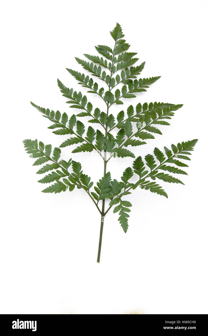 Closeup tree fern Cut Out Stock Images & Pictures - Alamy