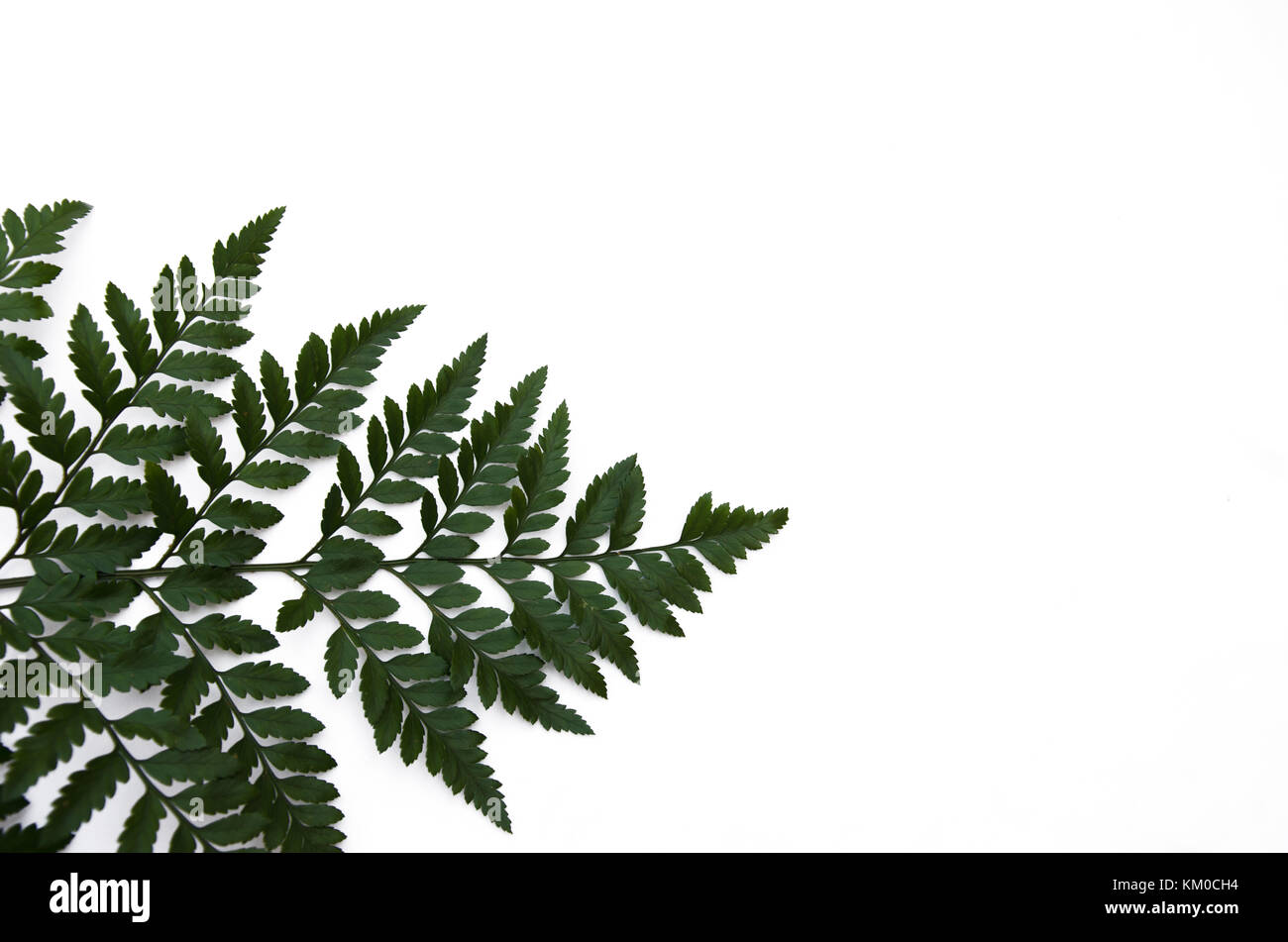 fern leaf on the white background Stock Photo - Alamy