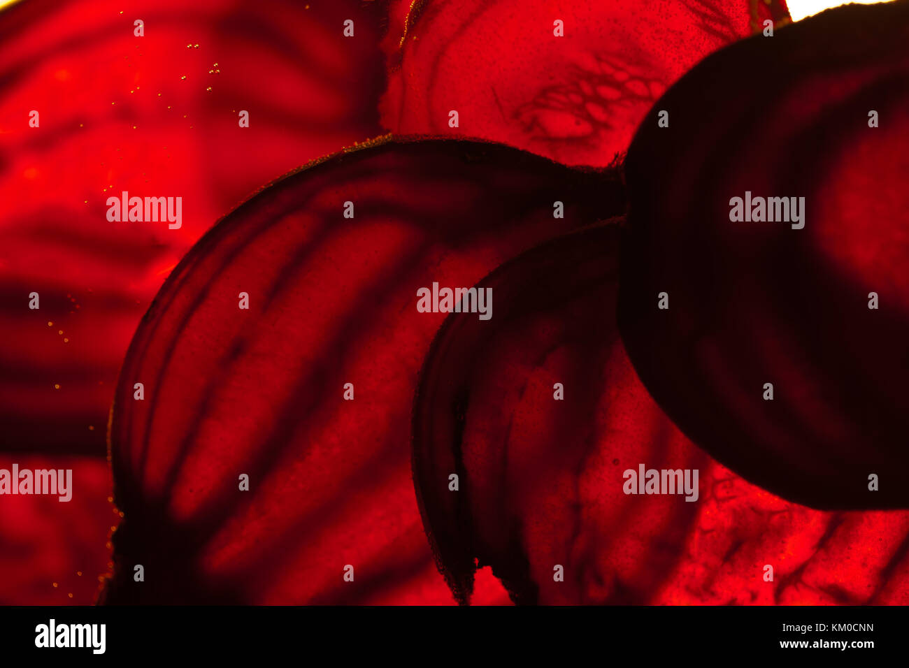 sliced raw beet Stock Photo - Alamy