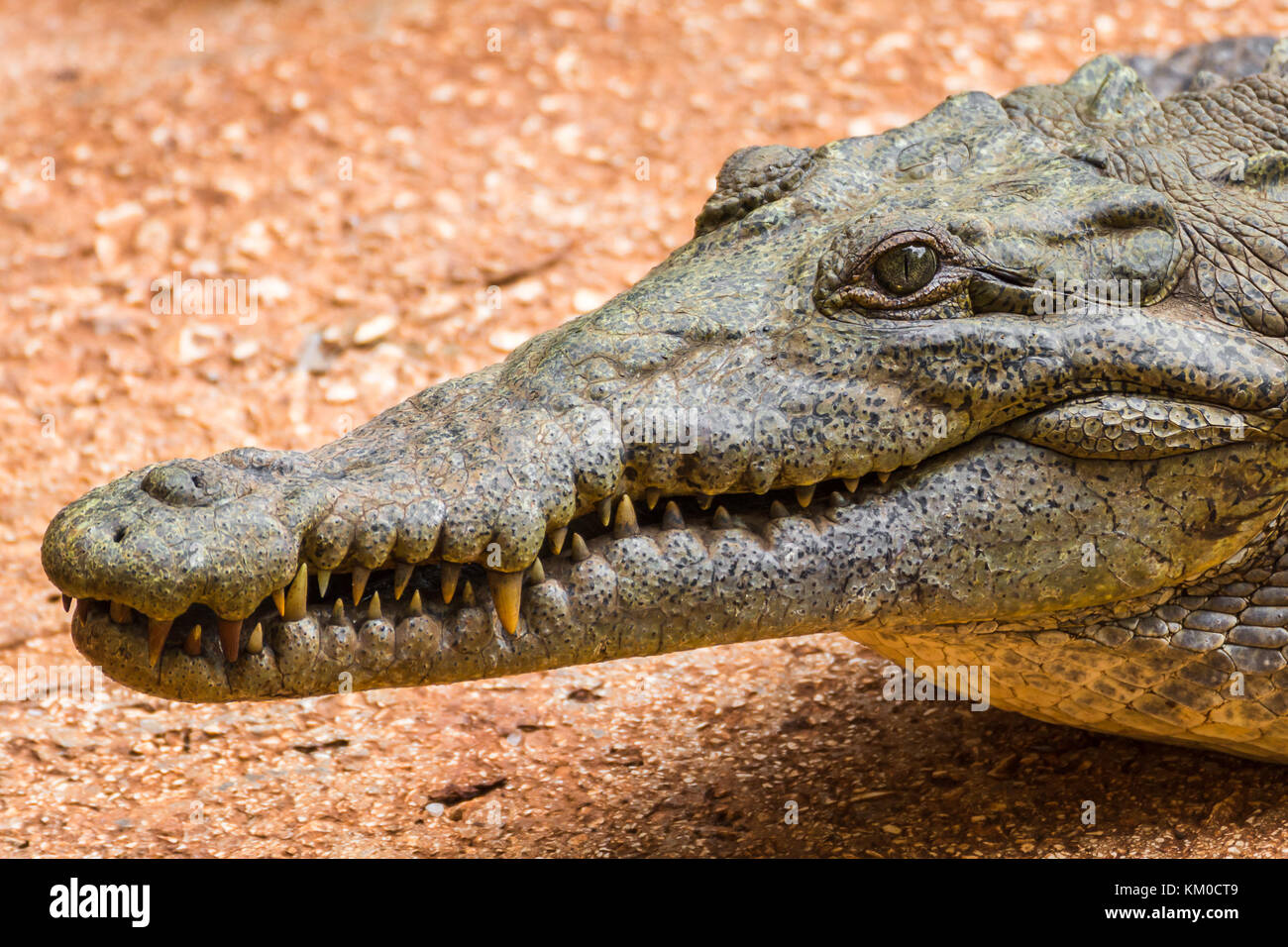 A close-up of an American Crocodiles head as it basks just by the ...