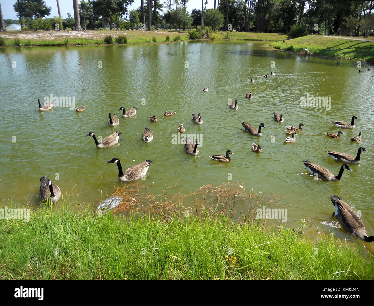 Waterfowl group hi-res stock photography and images - Alamy