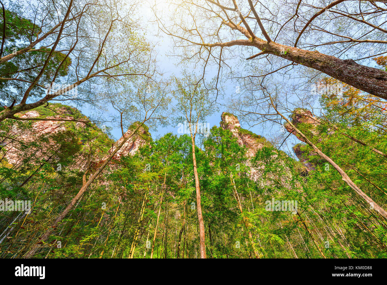Tree crowns by the colorful cliffs in Zhangjiajie Forest Park. China ...